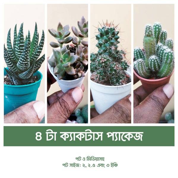 ৪ টা ক্যাকটাস প্যাকেজ/ 4 cactus packages I Home Decor Plant I Indoor ...